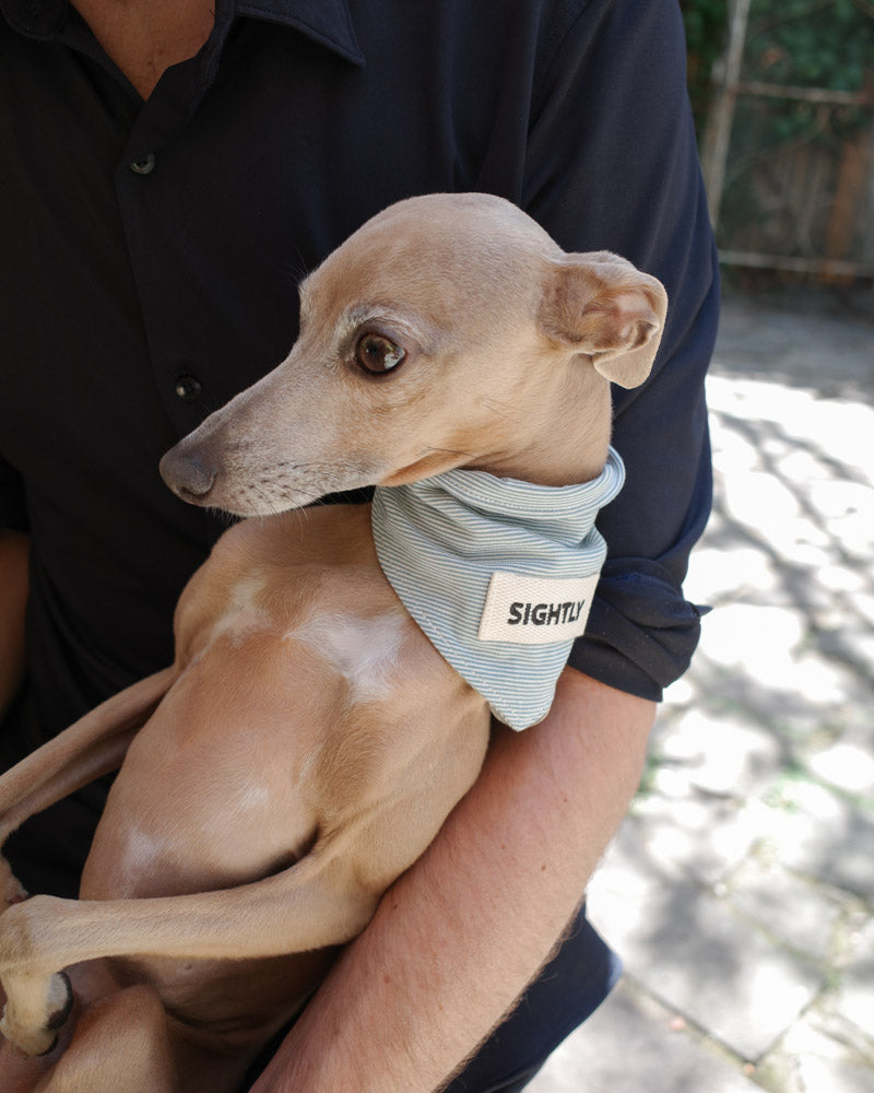 Whippet & Italian Greyhound Accessories - Stylish Bandanas & Snoods ...